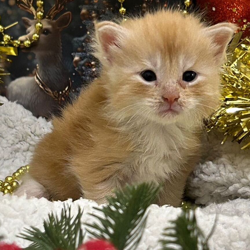 Мейн-кун котёнок