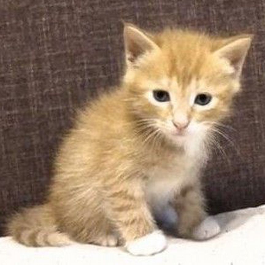Котята