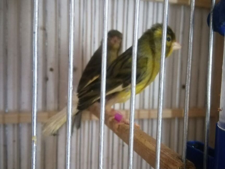 Кенара и канарейки