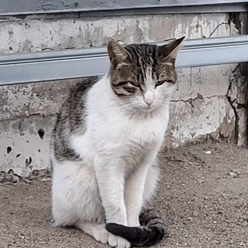 Котик 1 год и два месяца