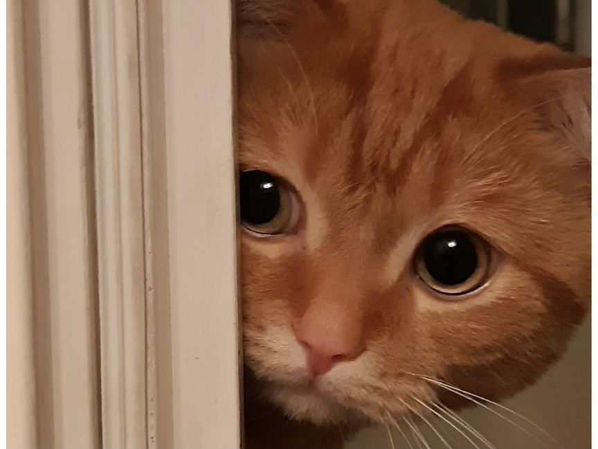 Шотландский кот
