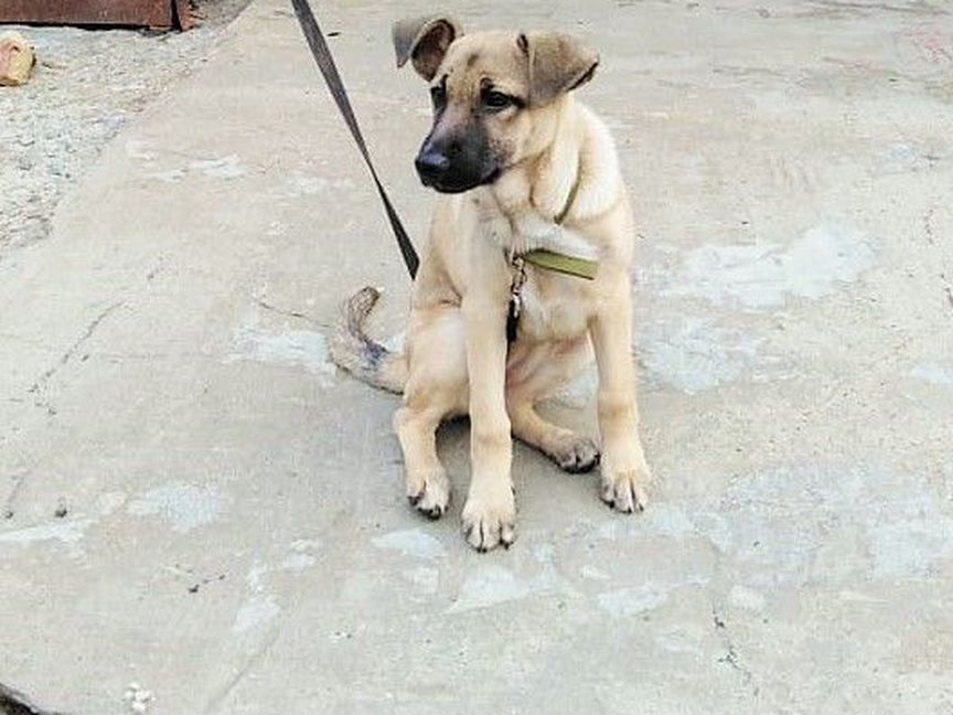 Отдам бесплатно щенка