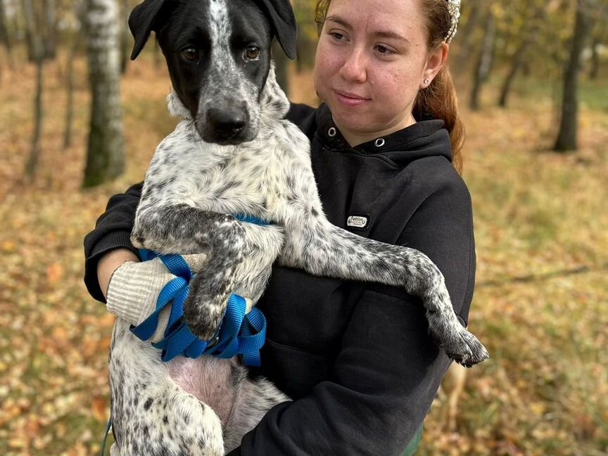 Щенок в добрые руки