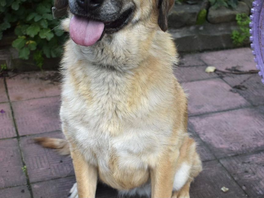 Очаровательная Маня 2 года ищет дом