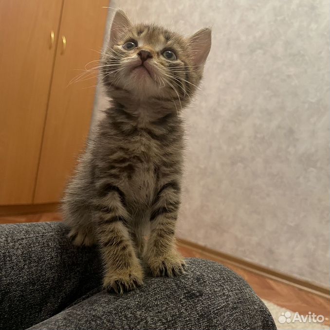 Отдам катенка,2 месяца,ходит на лоток,ест все