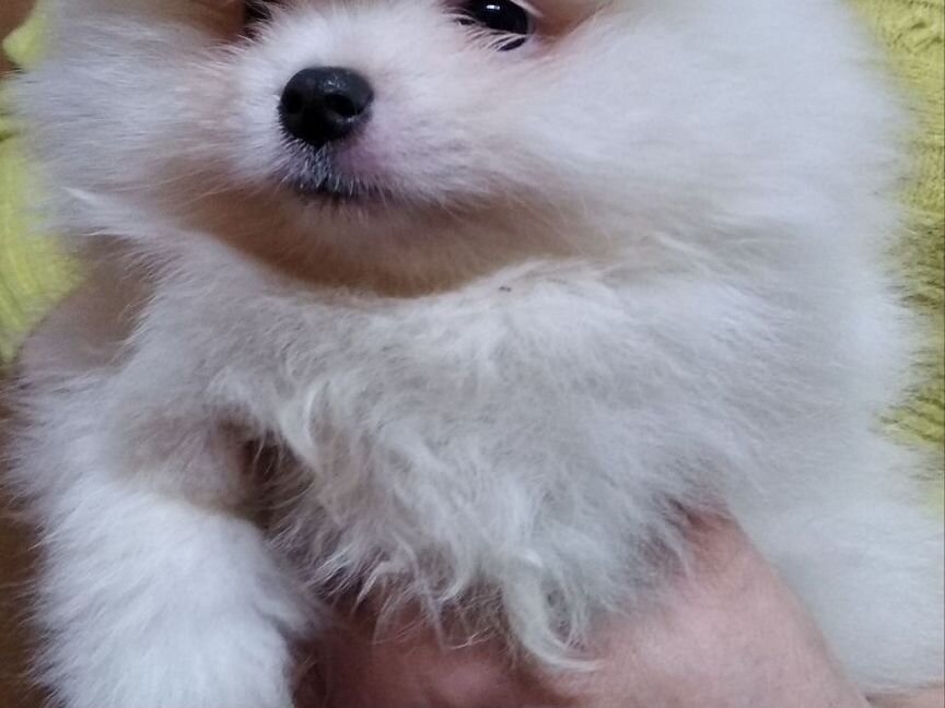 Девочка пом шпиц