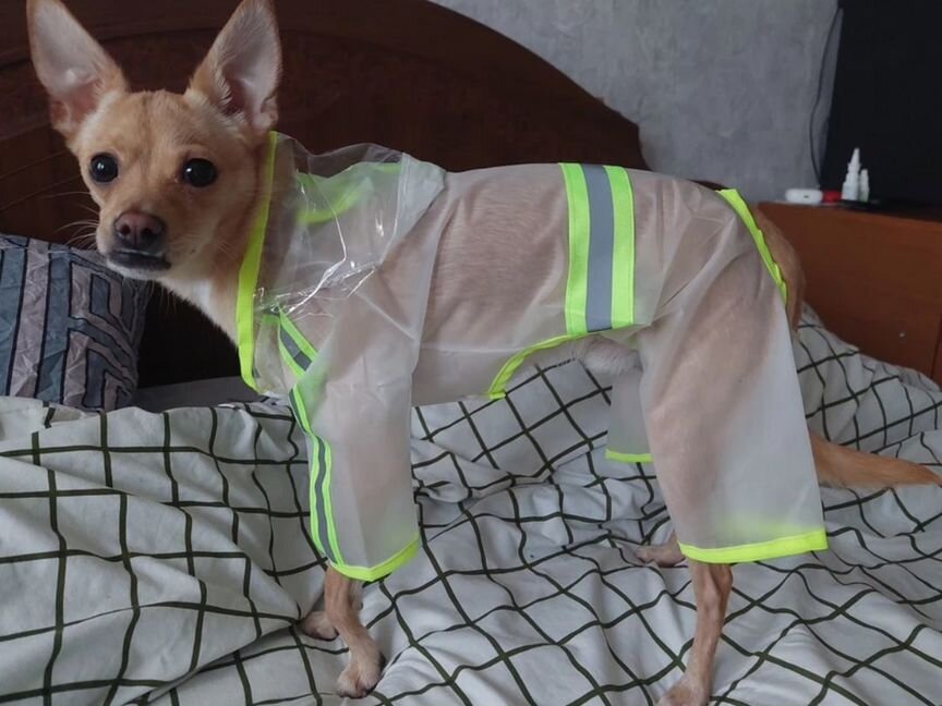 Дождевик для средней собаки