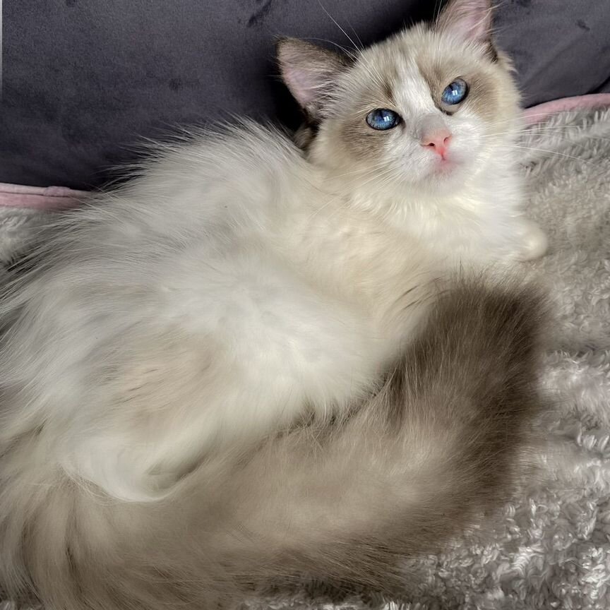 Ласковая липучка девочка рэгдолл