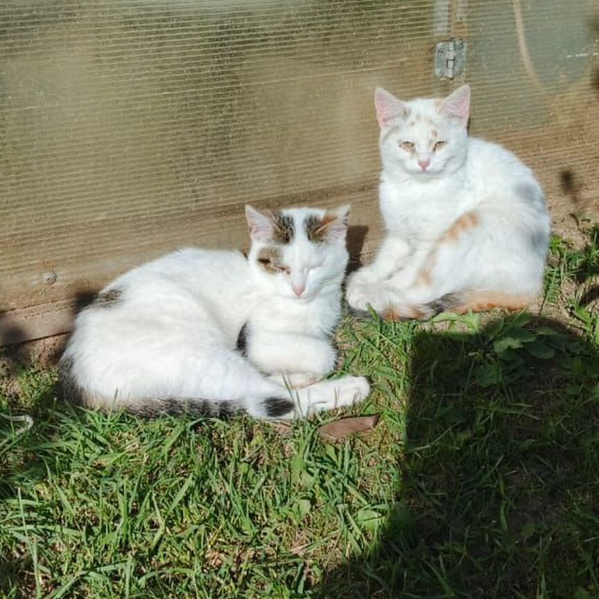 Отдам котят в хорошие руки