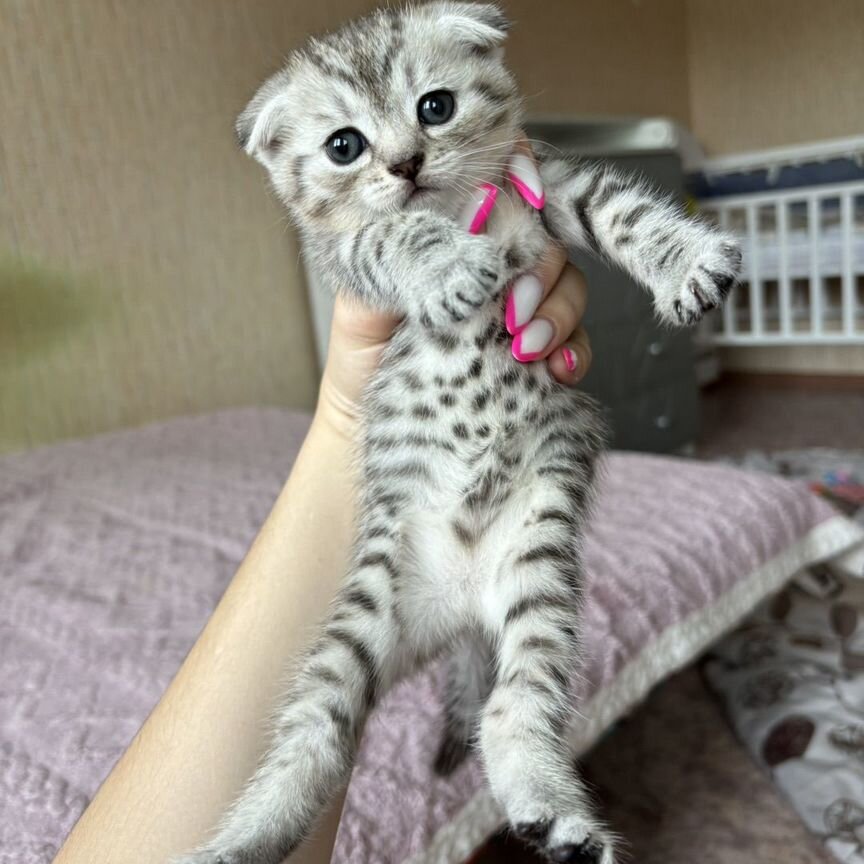 Шотландская вислоухая