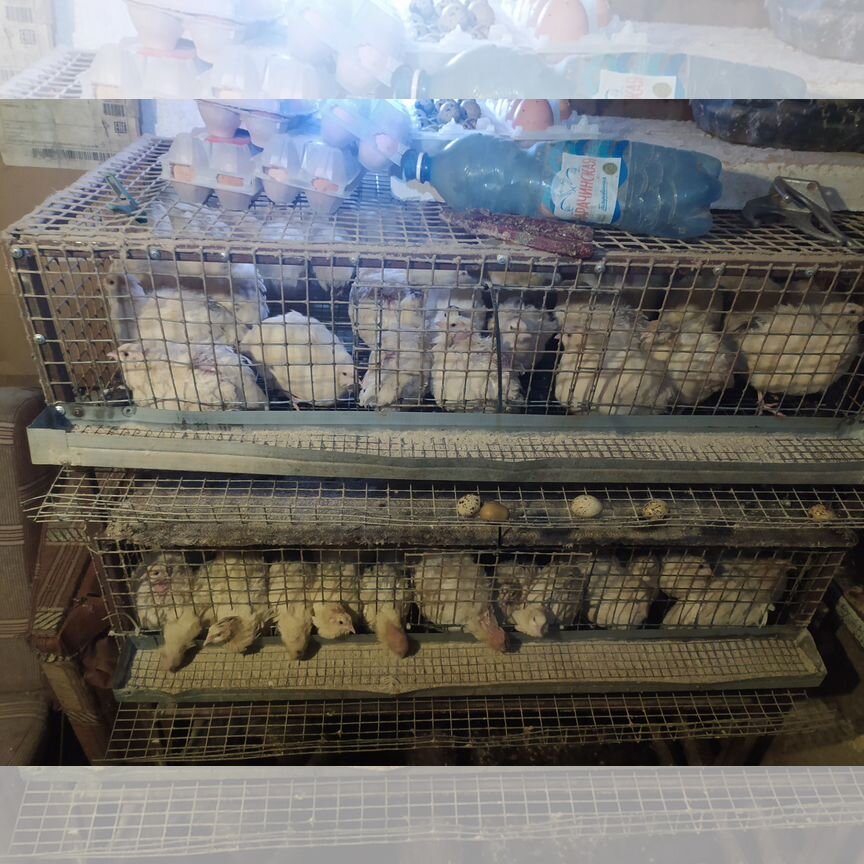 Перепела продажа