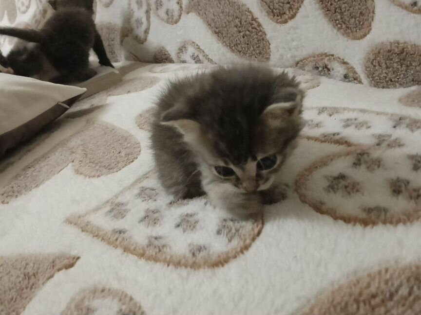 Котëнок