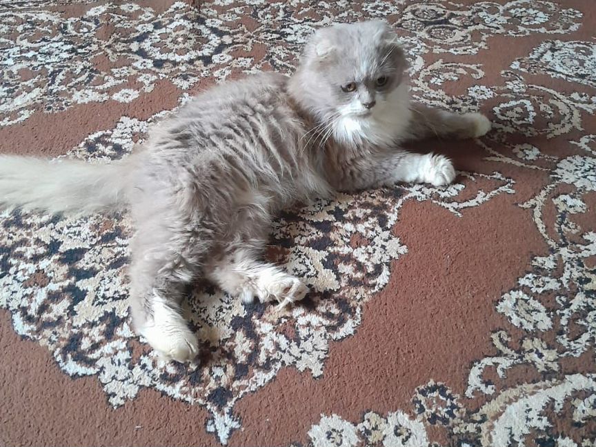 Котик в добрые руки