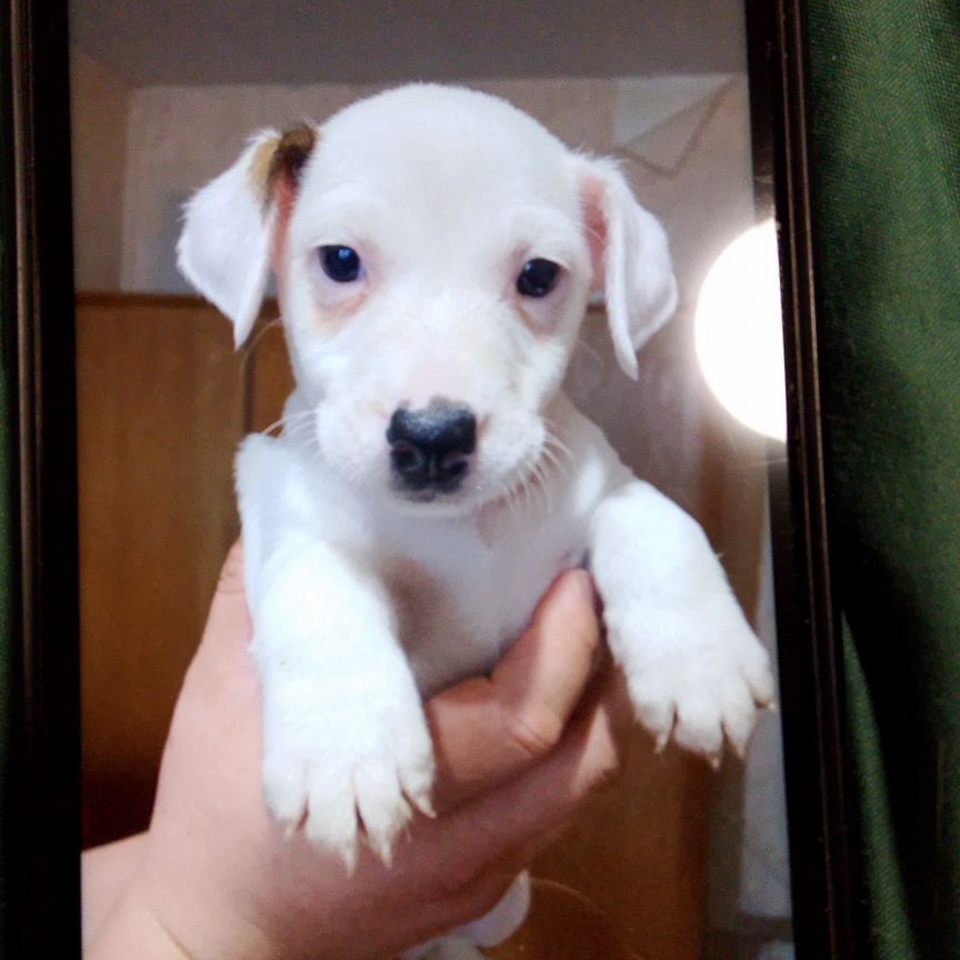 Щенки джек рассел терьер