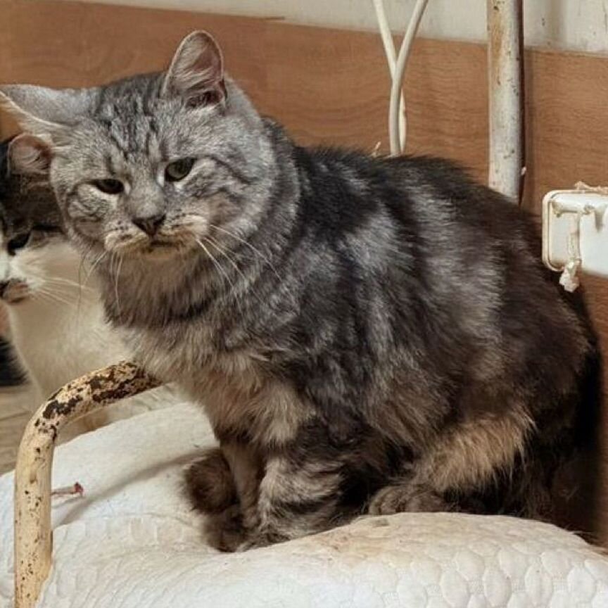 Взрослый кот в добрые руки