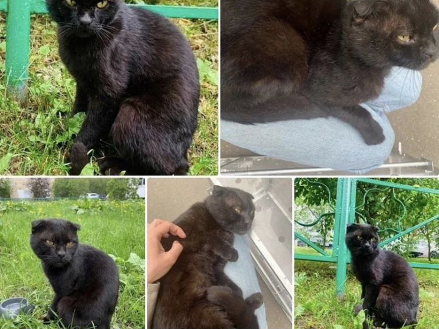 Бывшедомашний котик Вилли