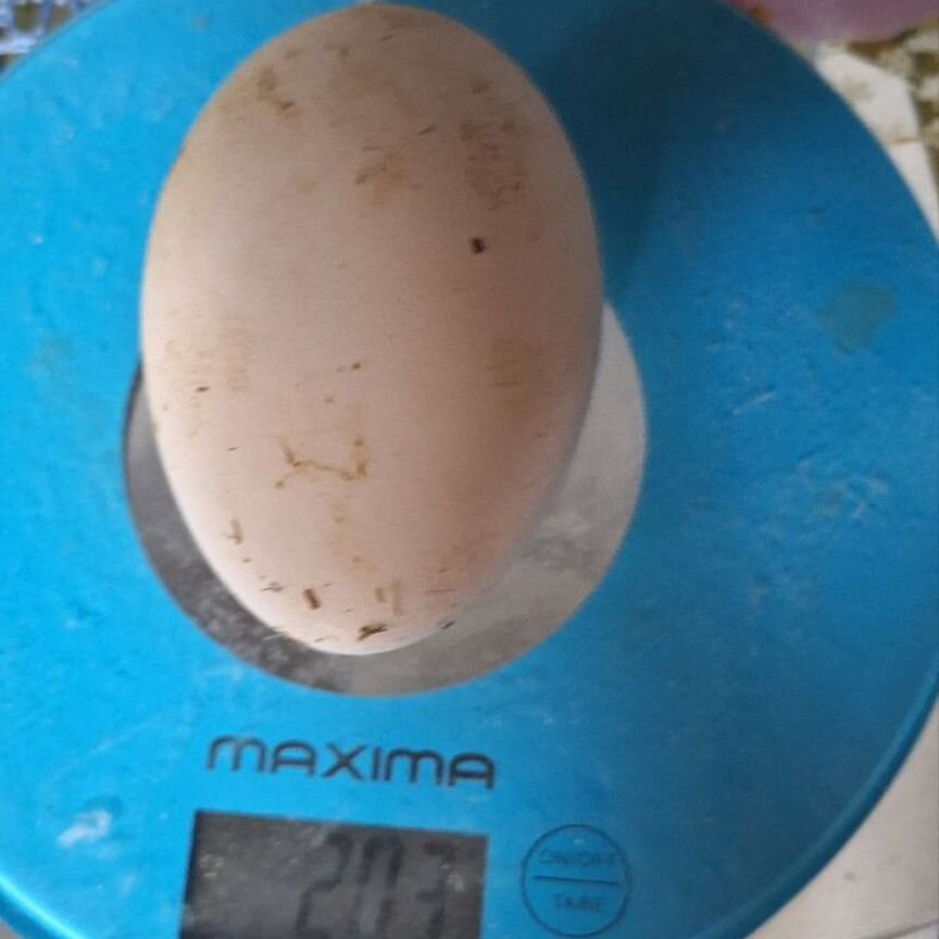 Ия гусей линда