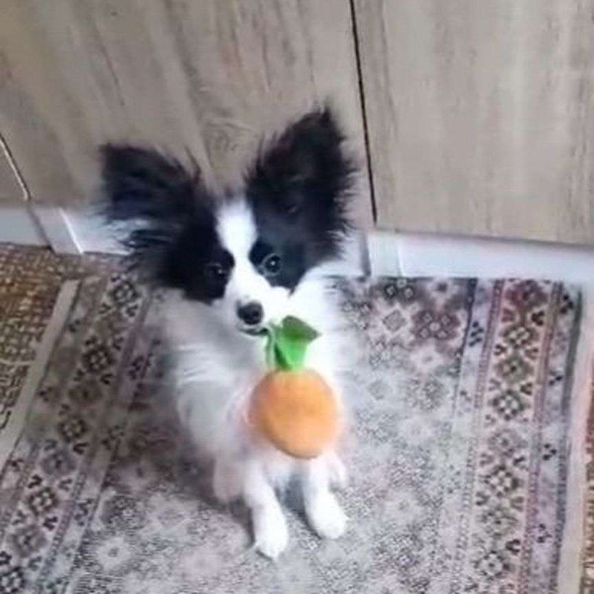 Мальчик папийон
