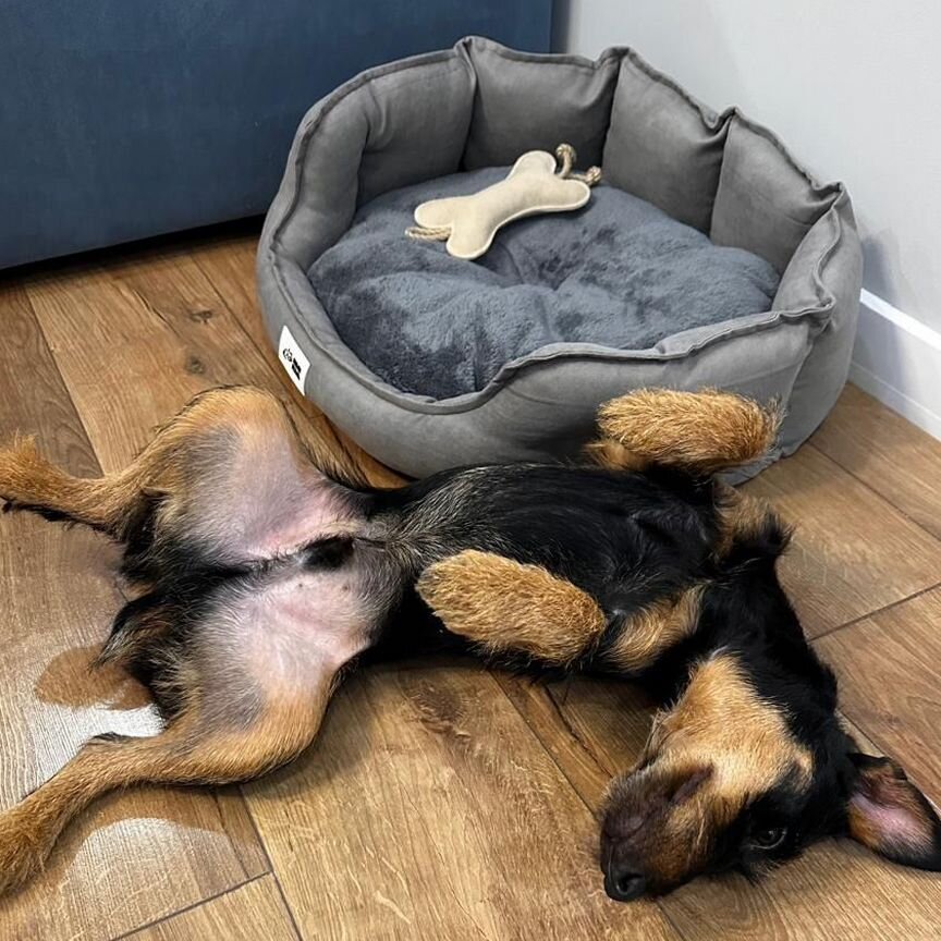 Небольшая собака в добрые руки