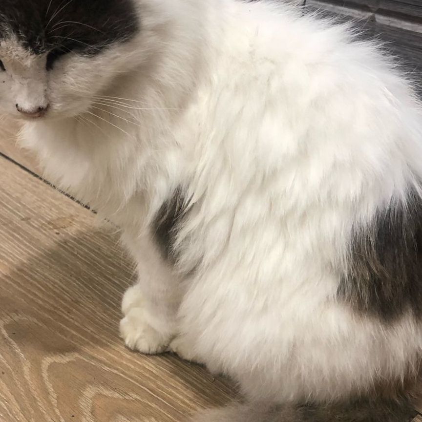 Кошка турецкого вана на фотосессию