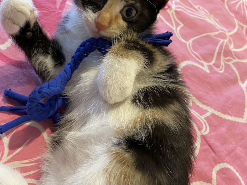 Котята в заботливые руки