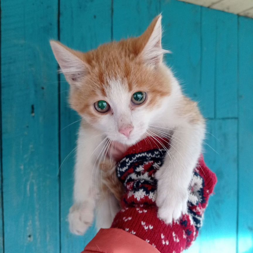 Рыжие котята