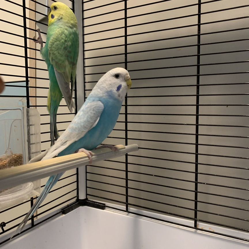 Волнистые попугаи пара с клеткой