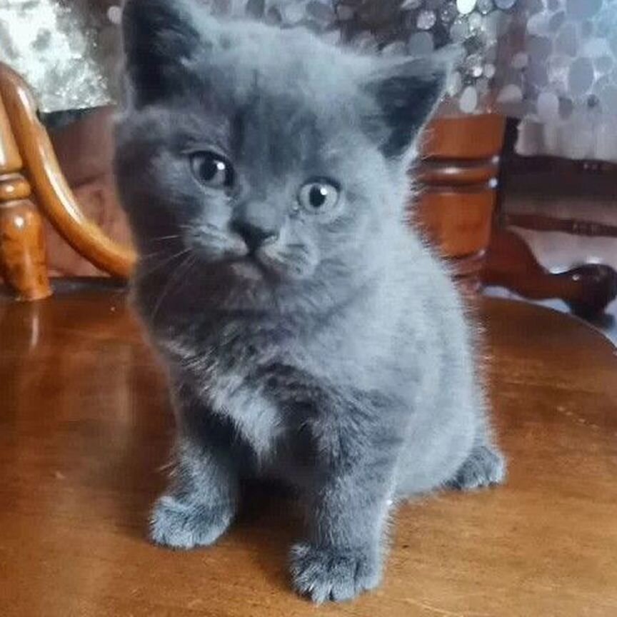 Шотландский вислоухий короткошёрстный котёнок