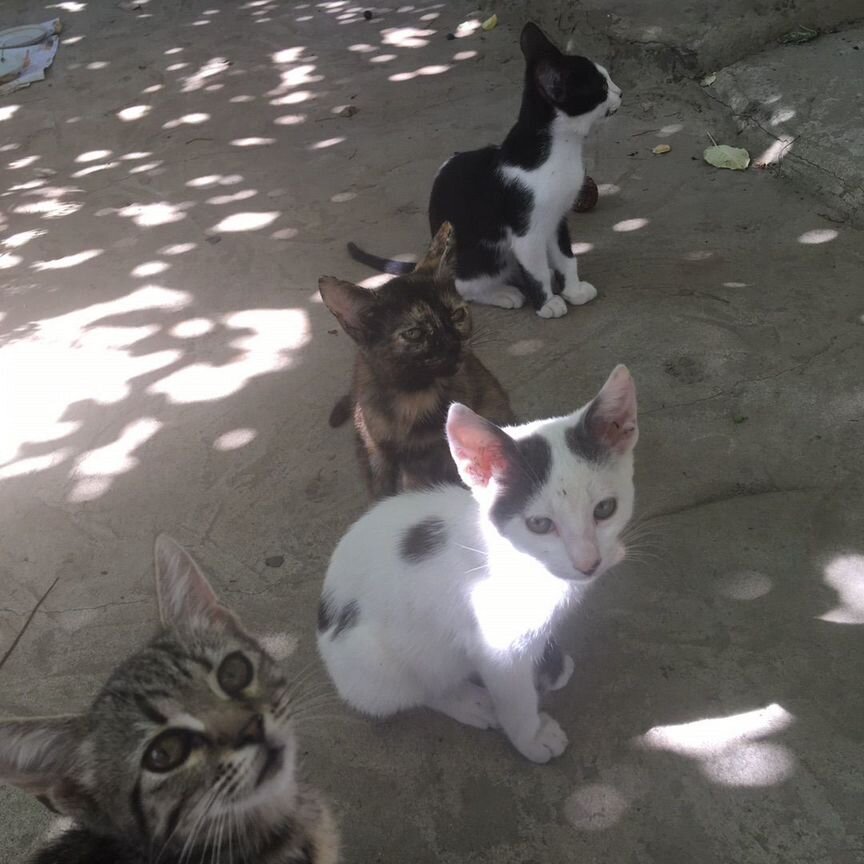 Котята — "Мяу-мяу-мяу"