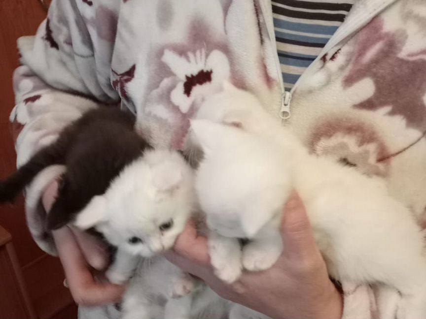 Британские котята