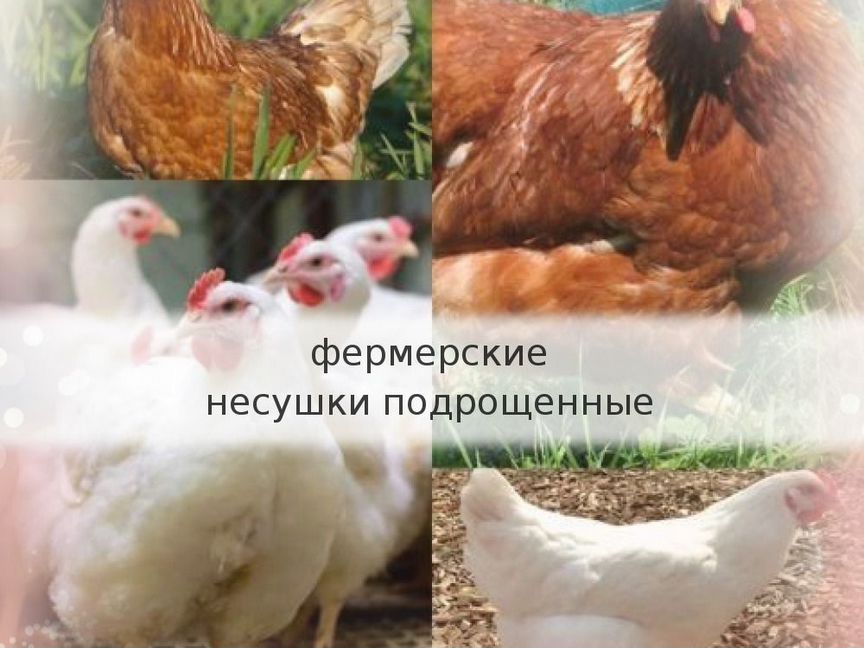 Куры