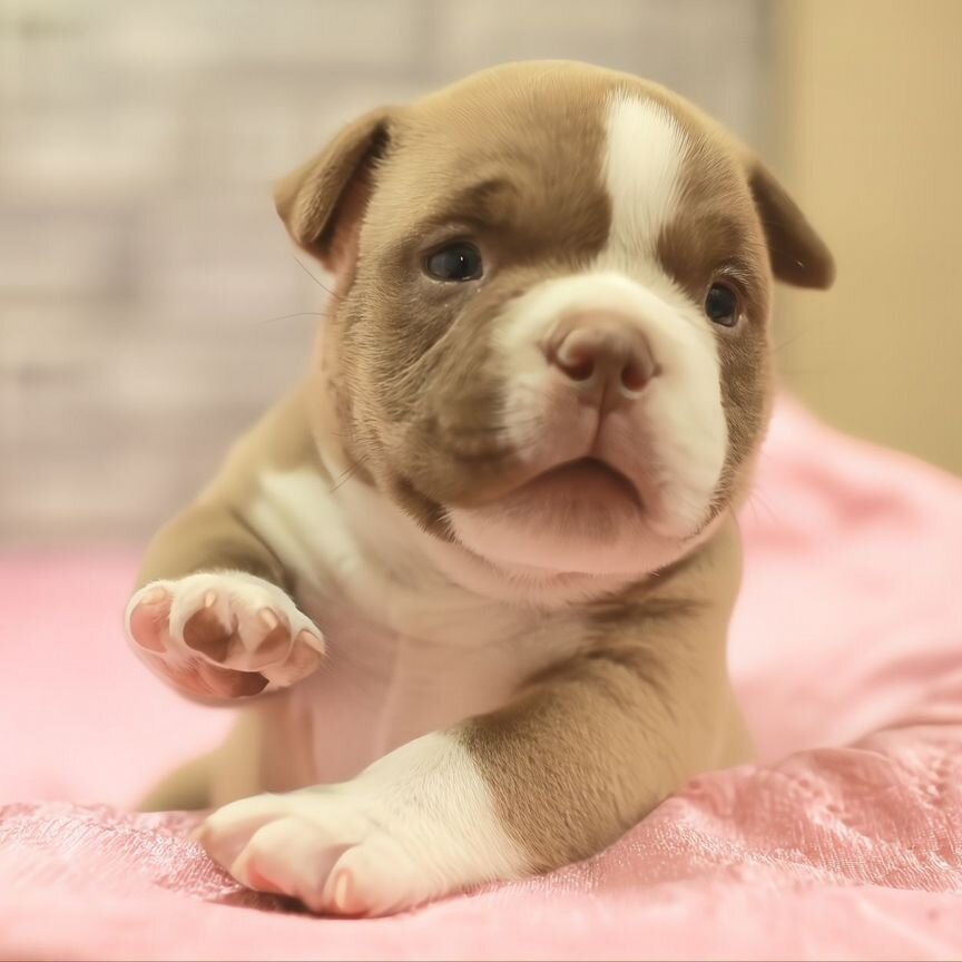 Американский булли, щенок