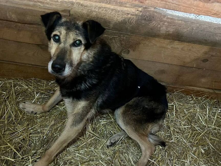 Собака Шанель ищет себе дом из приюта