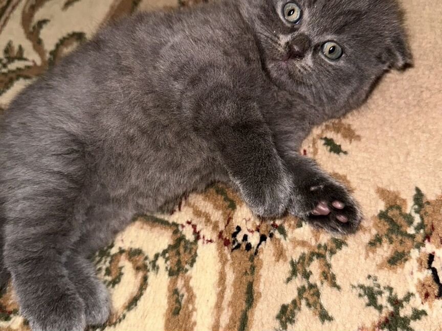 Кошки котята британские