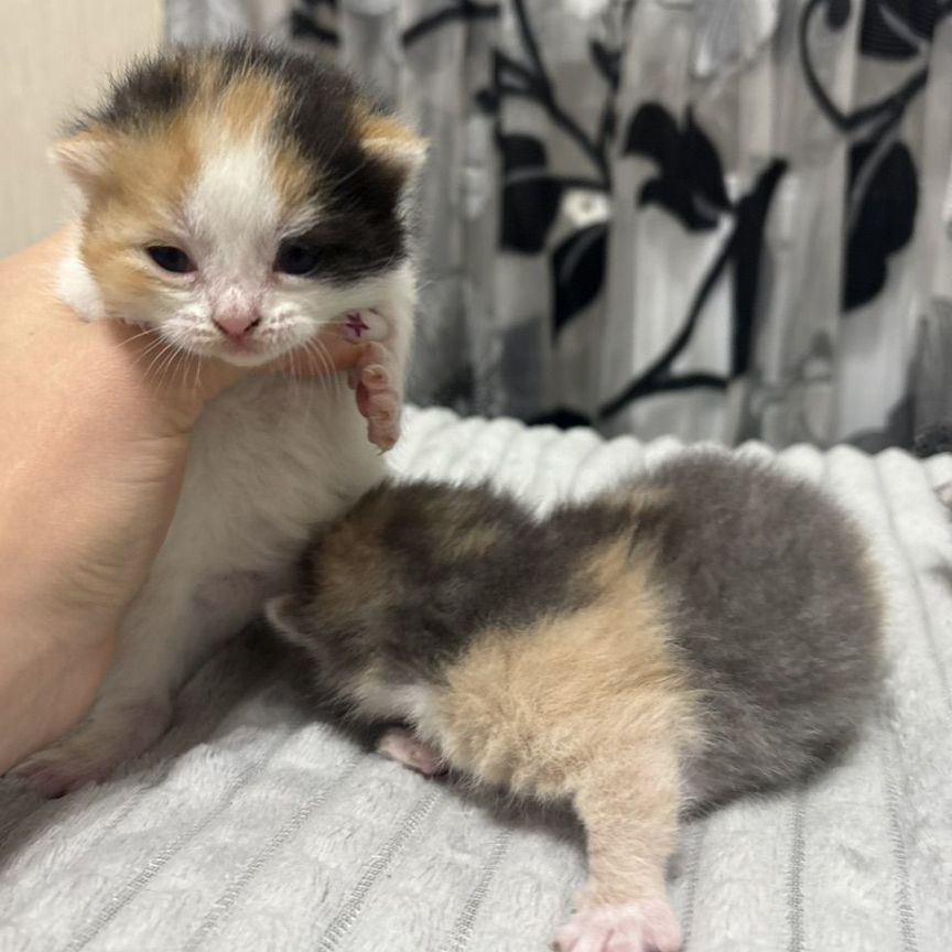 Шотландские котята бесплатно