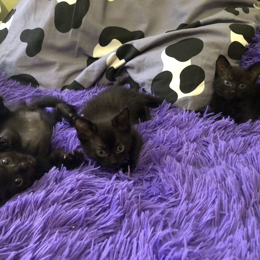 Котята в добрые руки