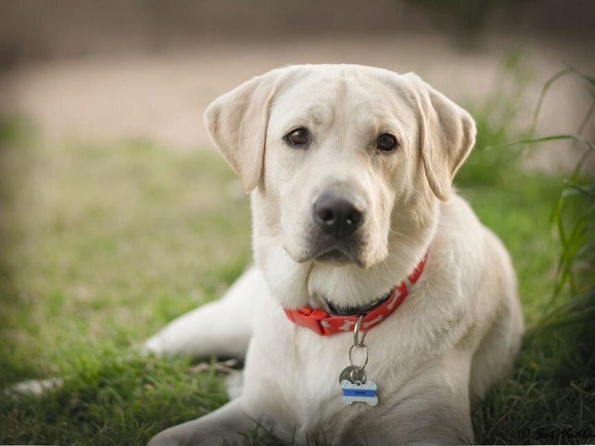 Хочу вязка лабрадора