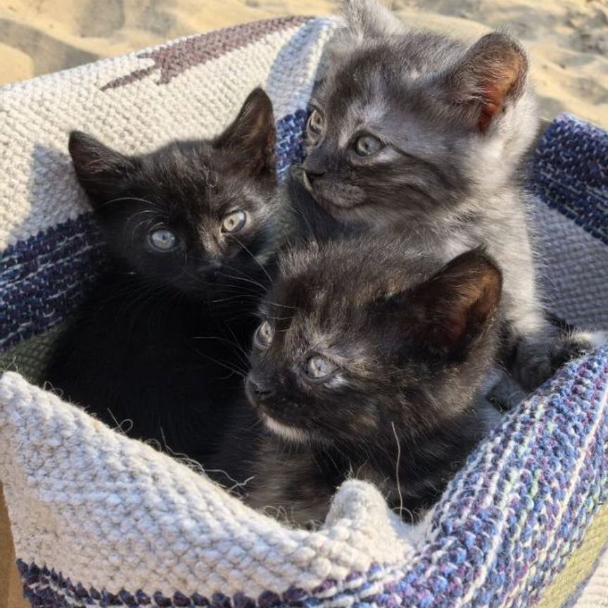 Отдам котят в добрые руки, Нижний Новгород