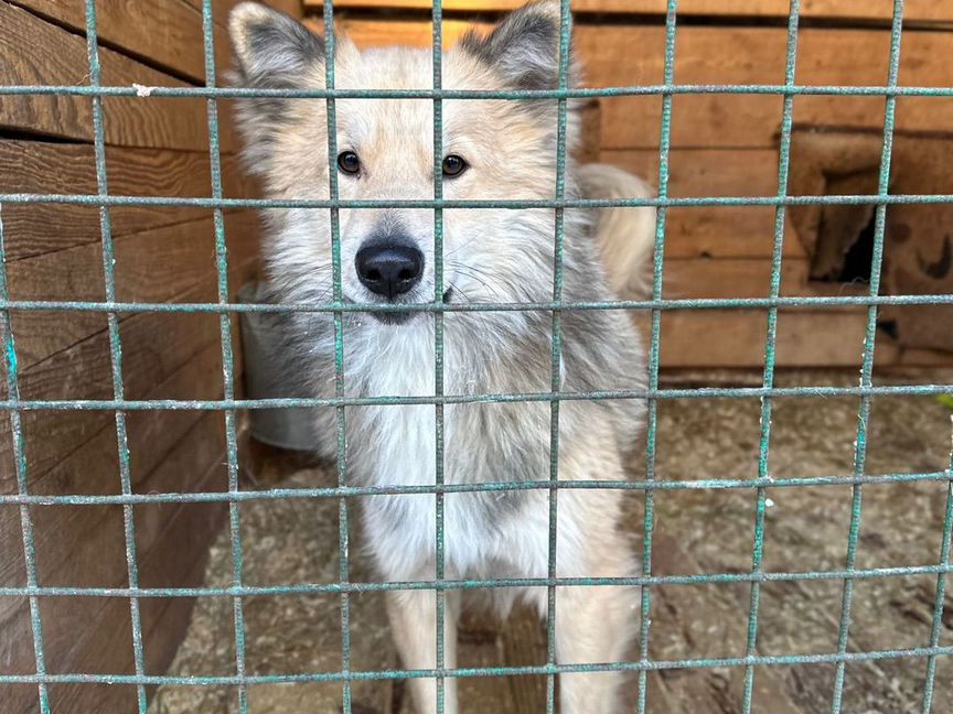 Гамбит собака из приюта ищет дом