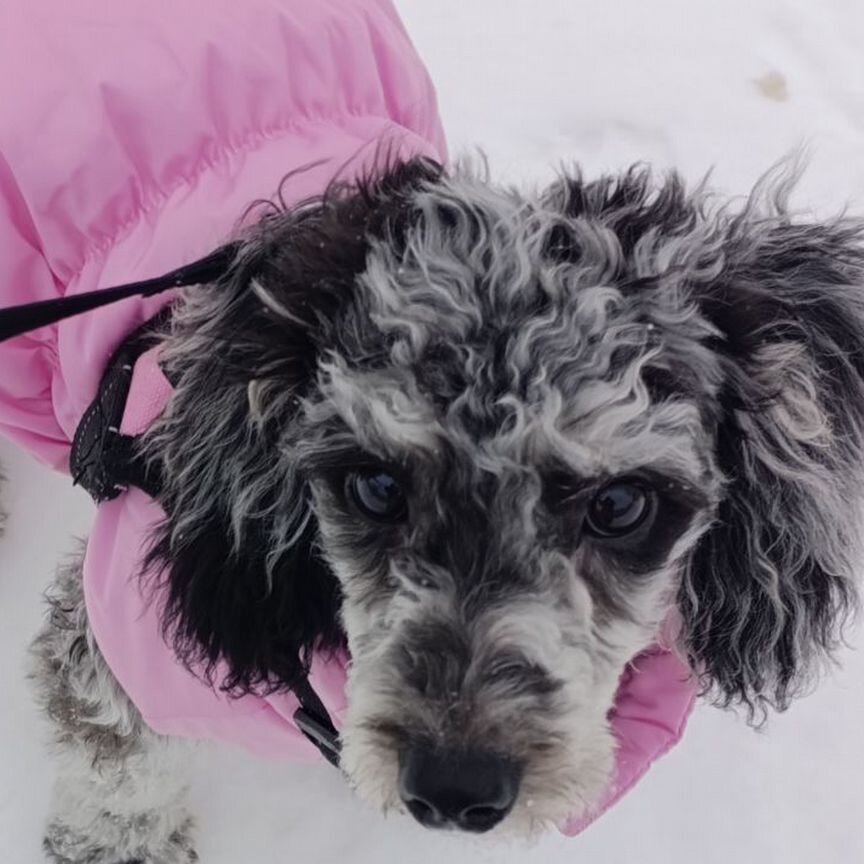 Пудель, щенок