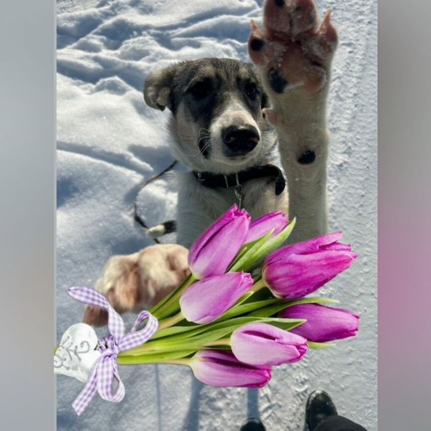 Щенки в добрые руки, доставка