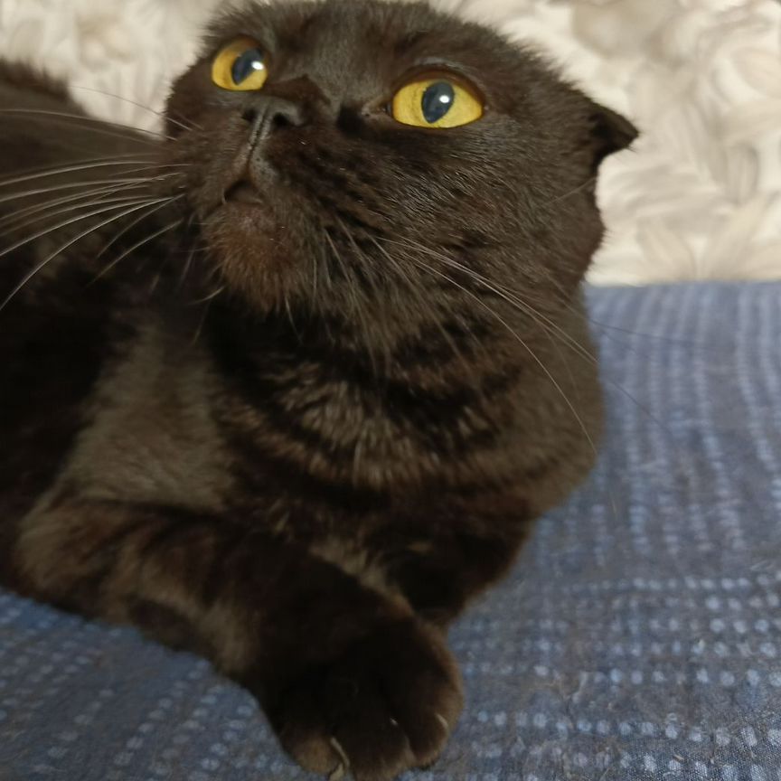 Шотландская вислоухая длинношёрстная, взрослая кошка