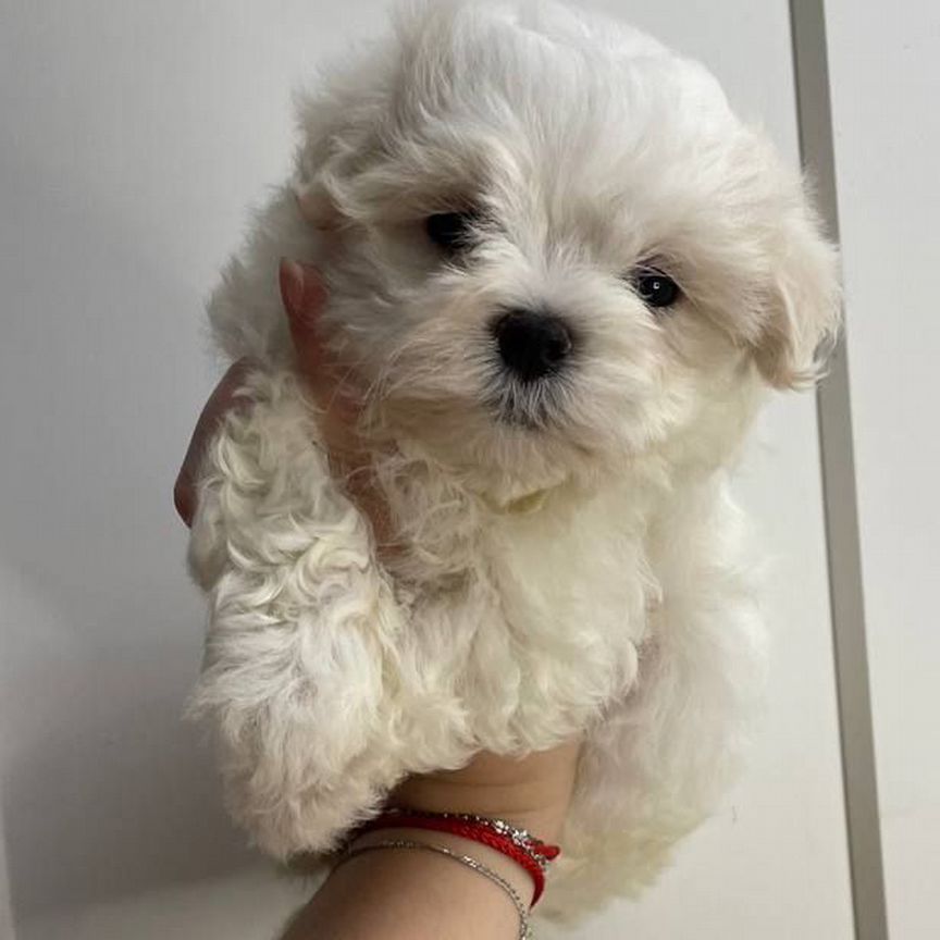 Мальтезе мини мальчики Корея