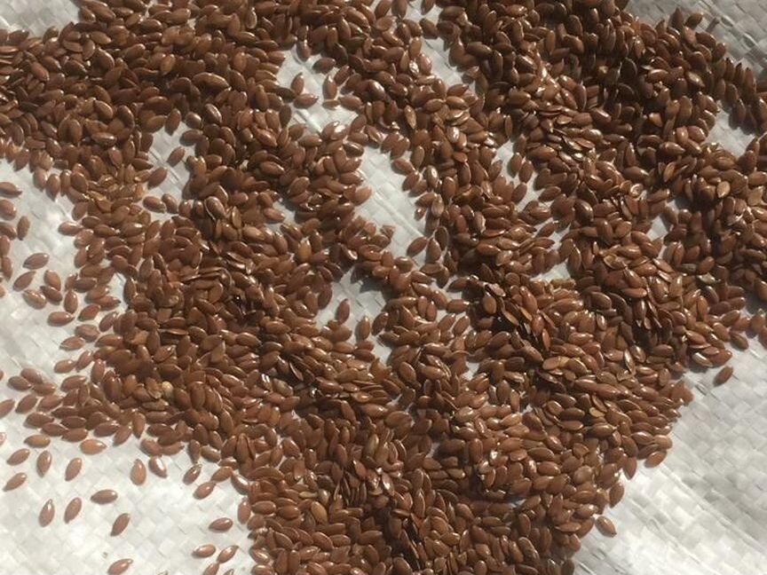 Семена льна вниммк 620 (элита)