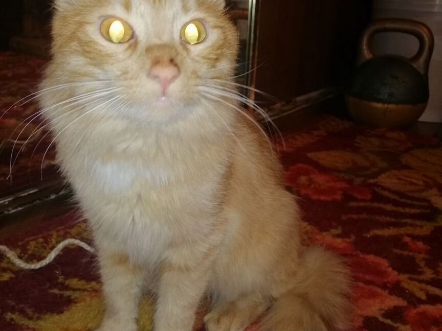 Великолепный котик в добрый дом