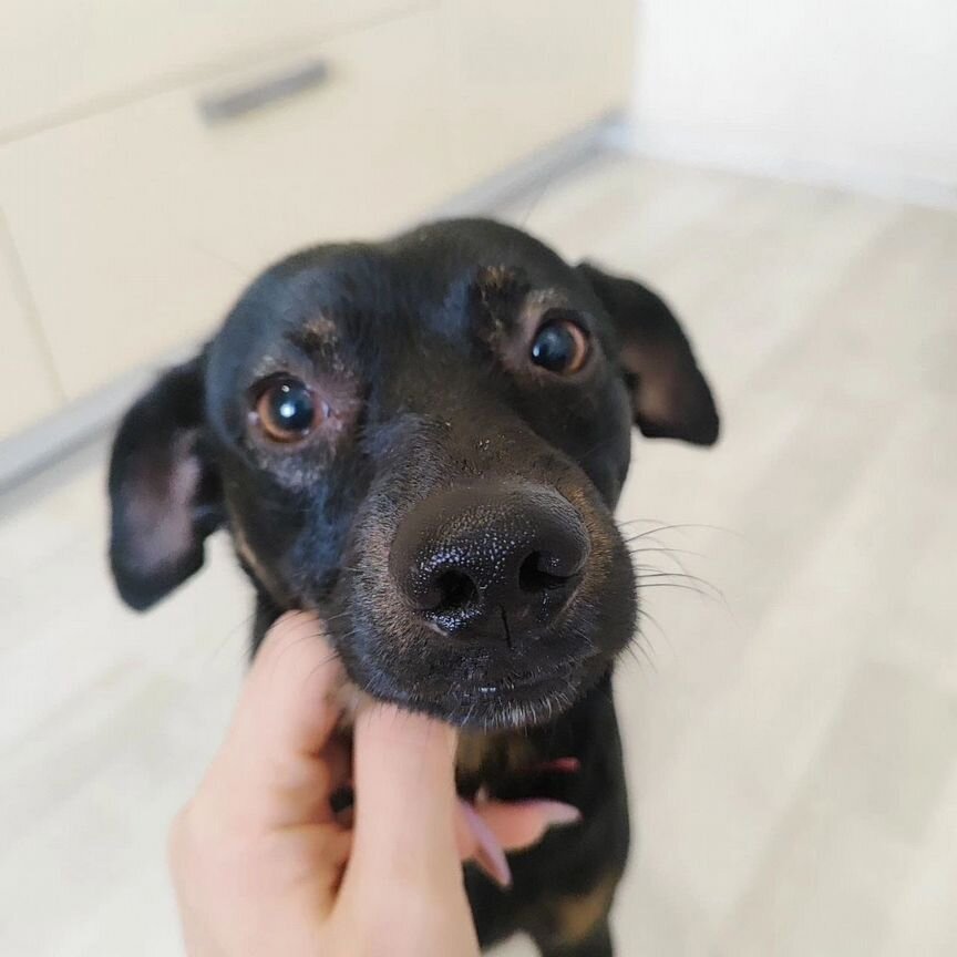 Пёс ищет хозяина. Отдадим в хорошие руки