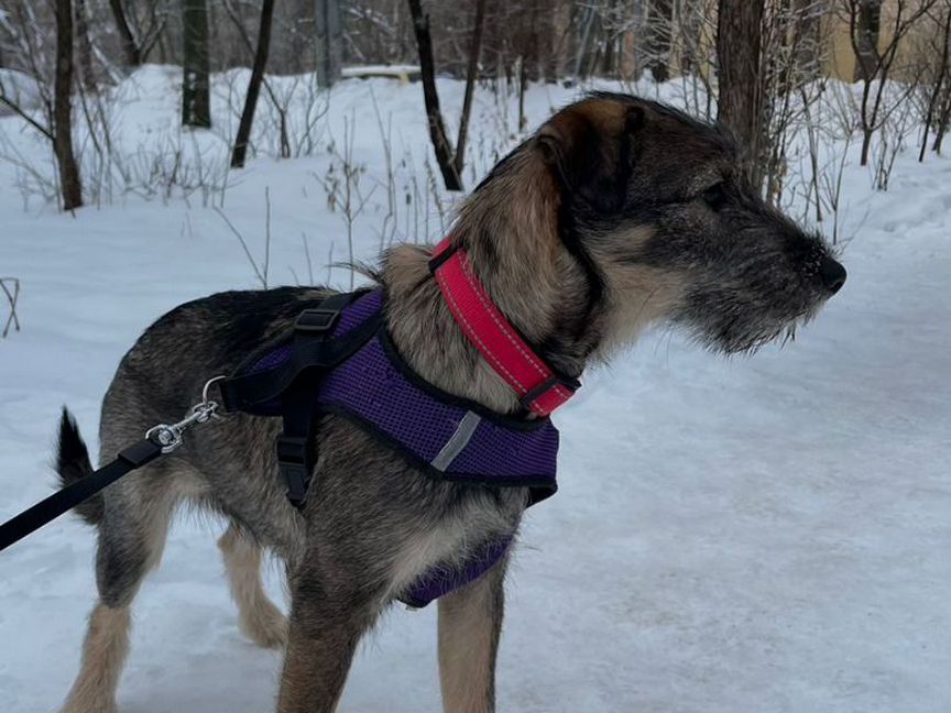 Собака в добрые руки