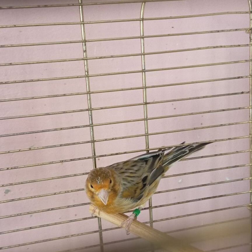 Канарейки и шегол