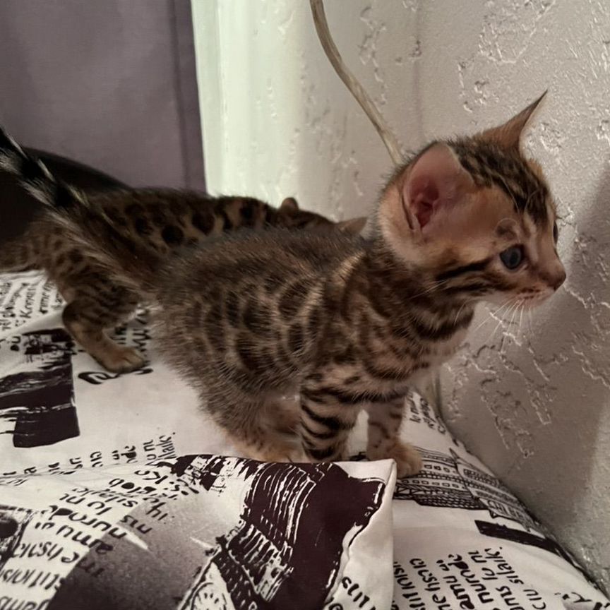 Бенгальские котята