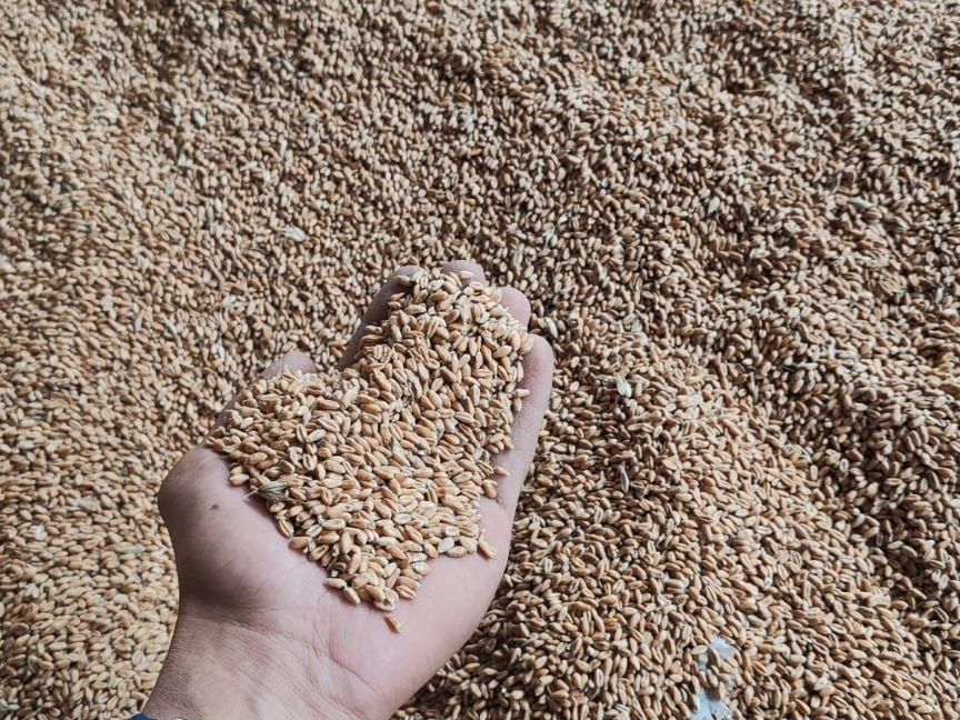 Пшеница зерно